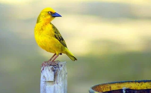 Rêver d'oiseau jaune : Significations et symbolisme Rêver d'oiseau jaune : Significations et symbolisme